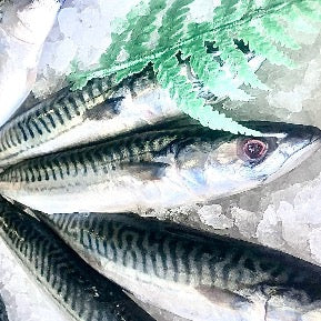 Maquereaux - Poissonnerie en Ligne – Poissonnerie Demol | Poissonfrais.fr